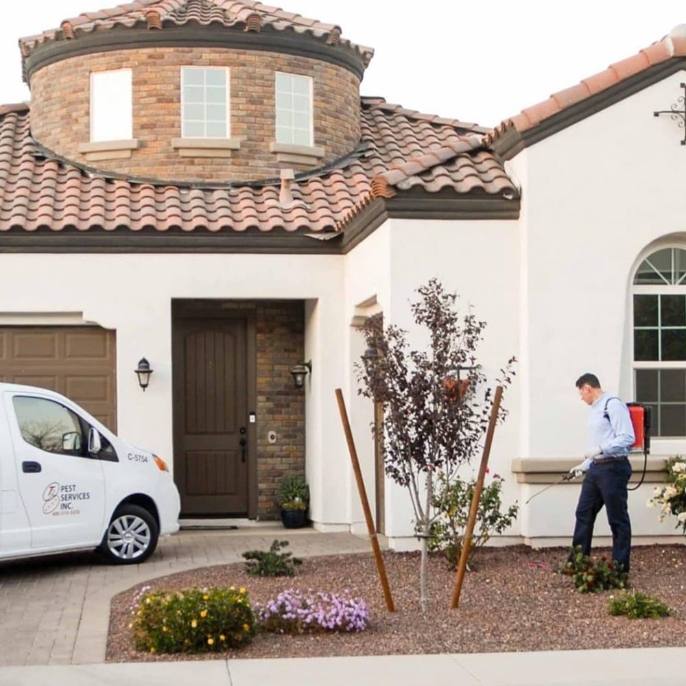 Understanding Arizona Ant Species and Their Nesting Habits - T2 Pest ...