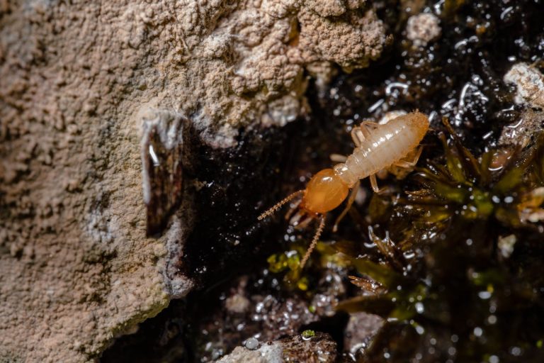 Types of Damages that Termites Can Cause - T2 Pest Services, Inc.