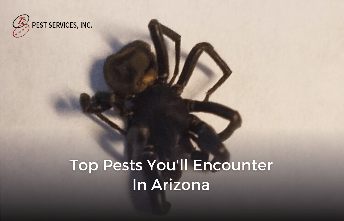 Top Pests You'll Encounter in Arizona - T2 Pest Services, Inc.