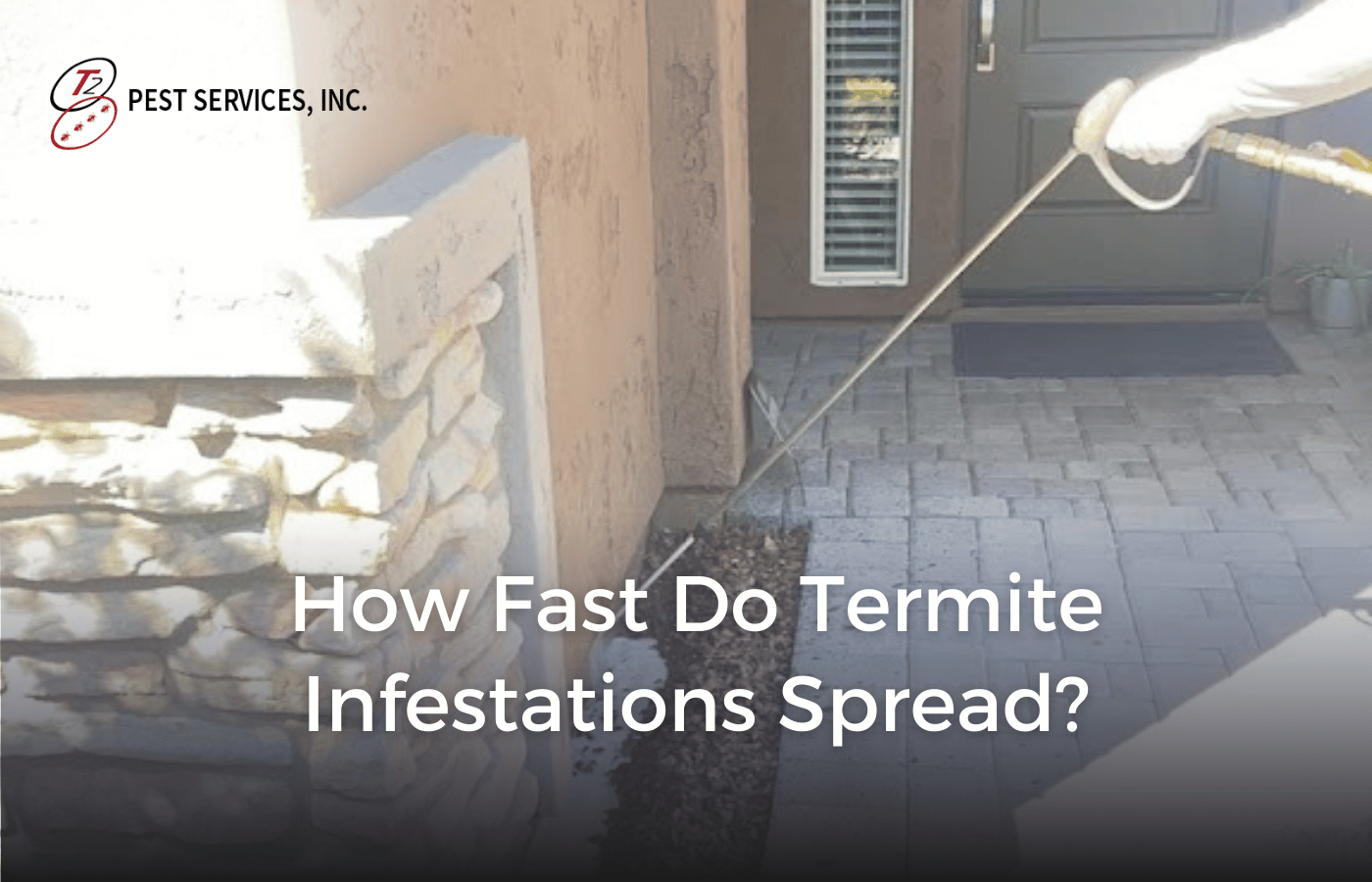 How Fast Do Termite Infestations Spread? - T2 Pest Services, Inc.