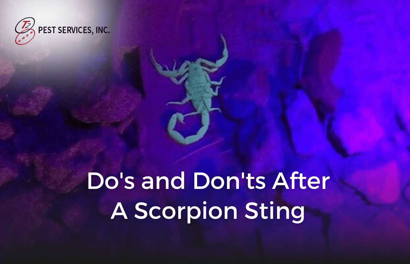 Do's and Don'ts After A Scorpion Sting - T2 Pest Services, Inc.