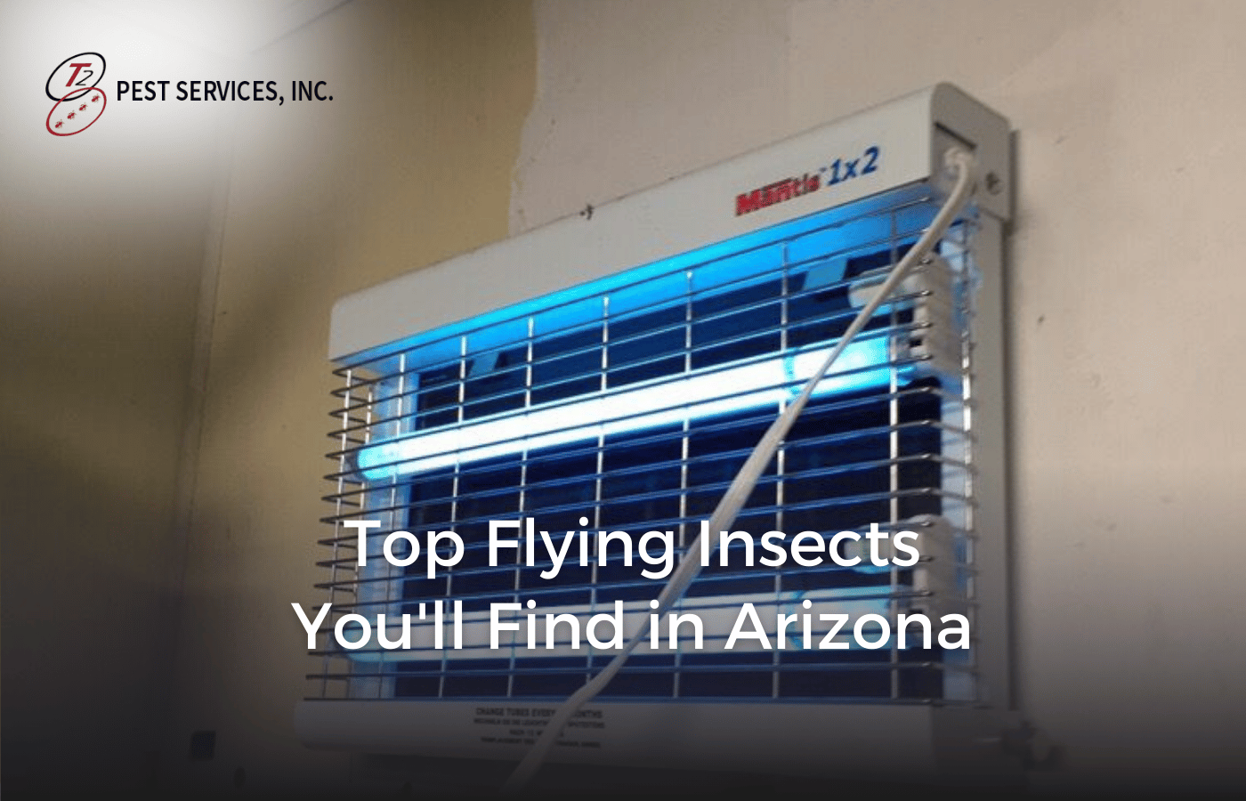 Top Flying Insects You'll Find in Arizona - T2 Pest Services, Inc.