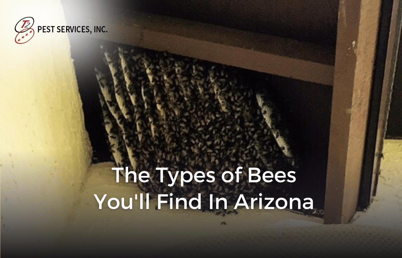 The Types of Bees You'll Find in Arizona - T2 Pest Services, Inc.