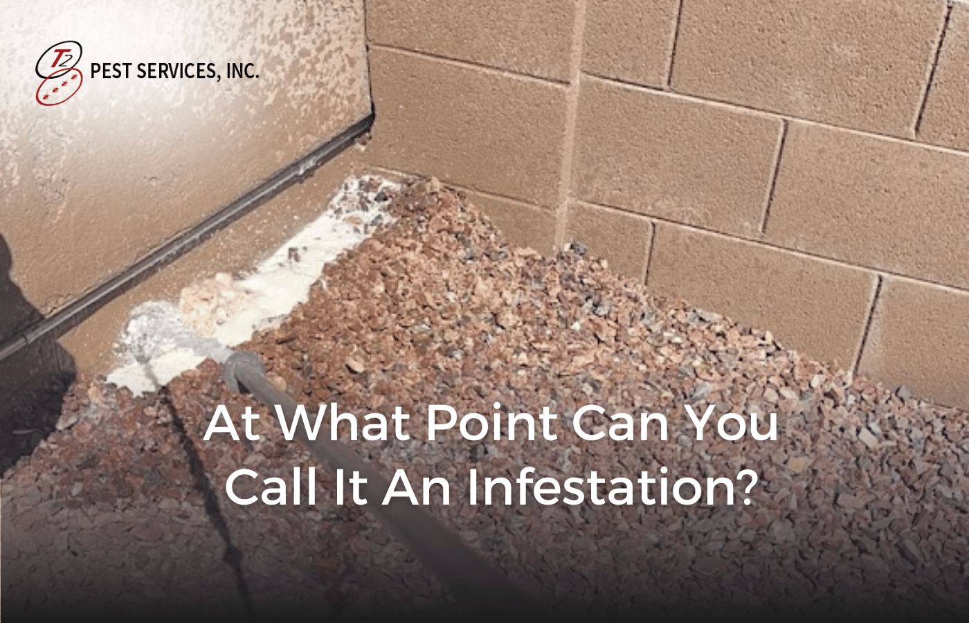 At What Point Can You Call It an Infestation? - T2 Pest Services, Inc.