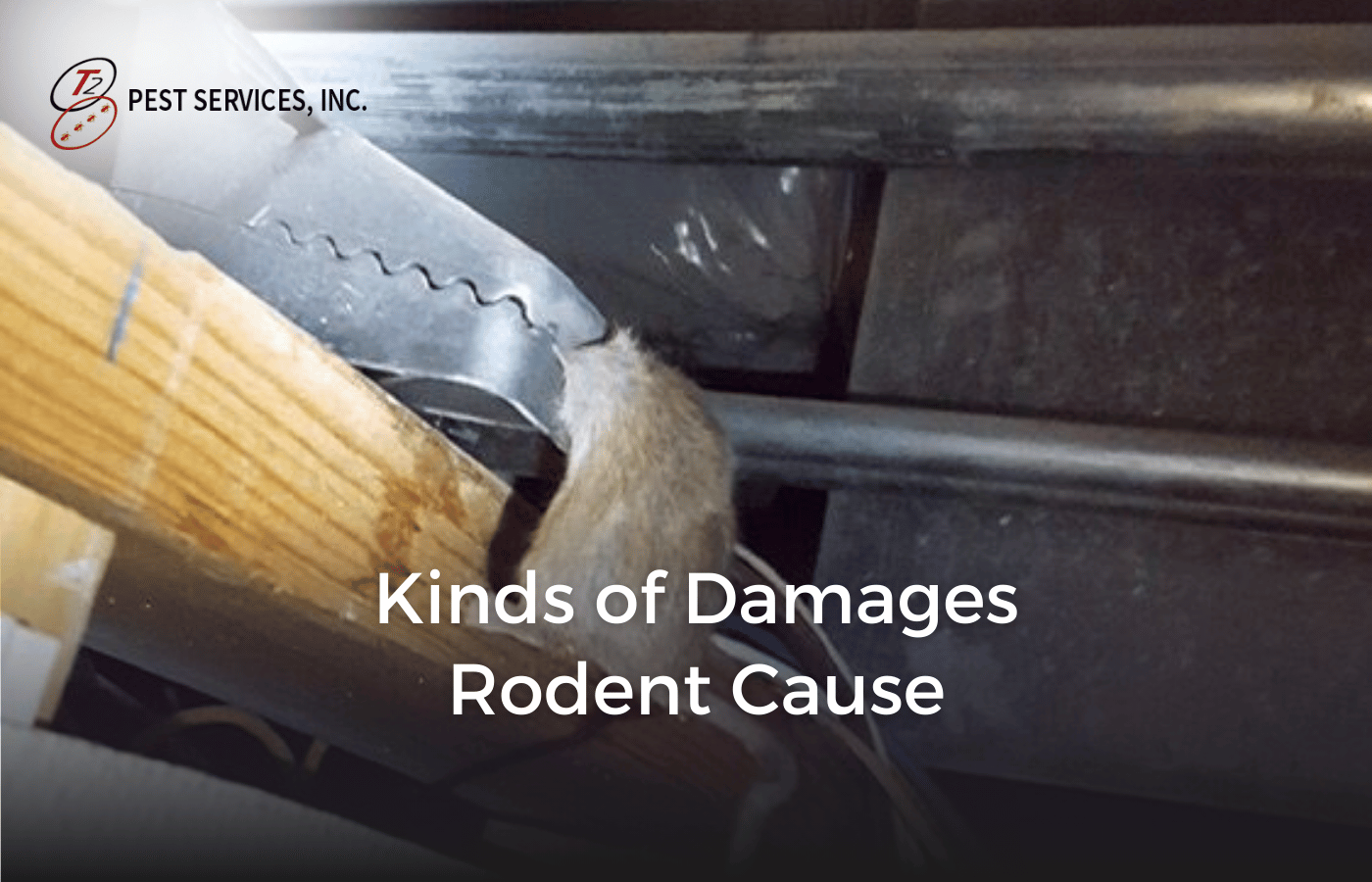 Kinds of Damages Rodent Cause - T2 Pest Services, Inc.