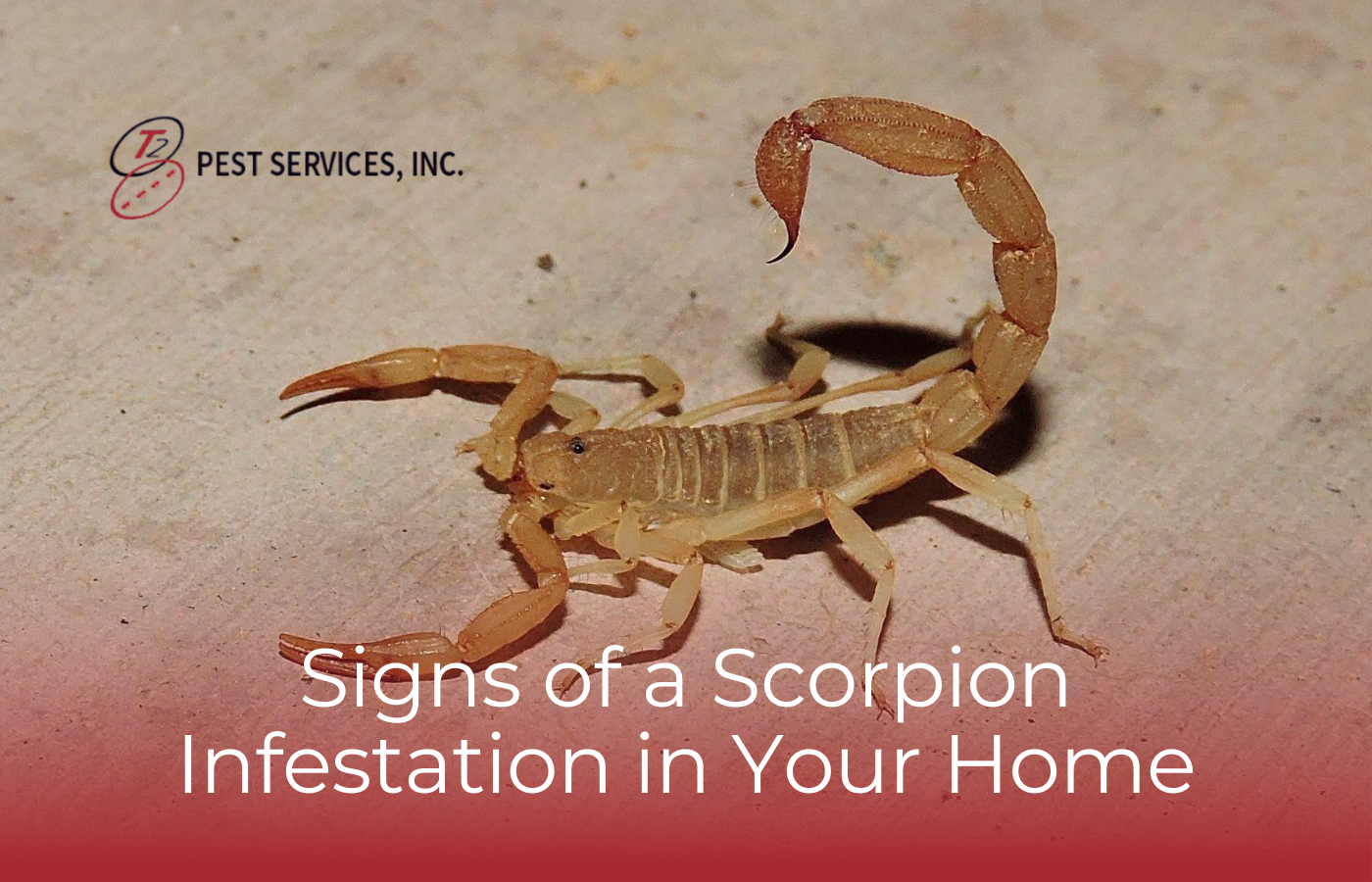 Signs of a Scorpion Infestation in Your Home - T2 Pest Services, Inc.