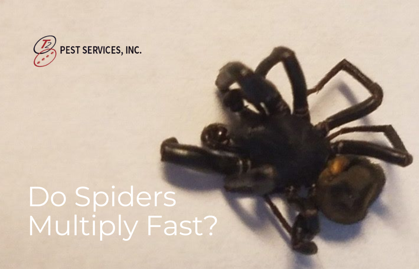 Do Spiders Multiply Fast? - T2 Pest Services, Inc.