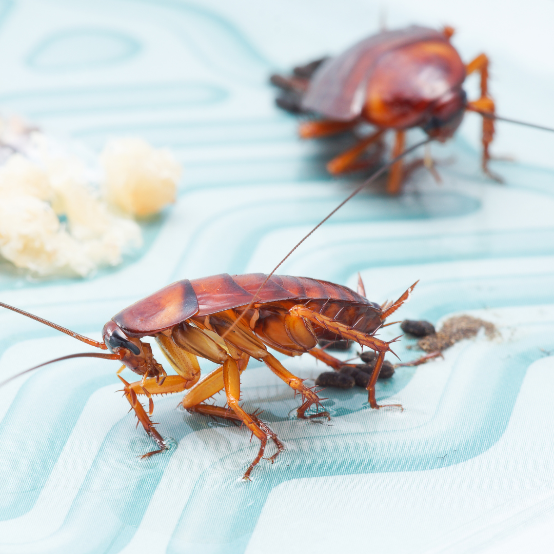 Seasonal Pest Trends: What to Expect Throughout the Year - T2 Pest ...
