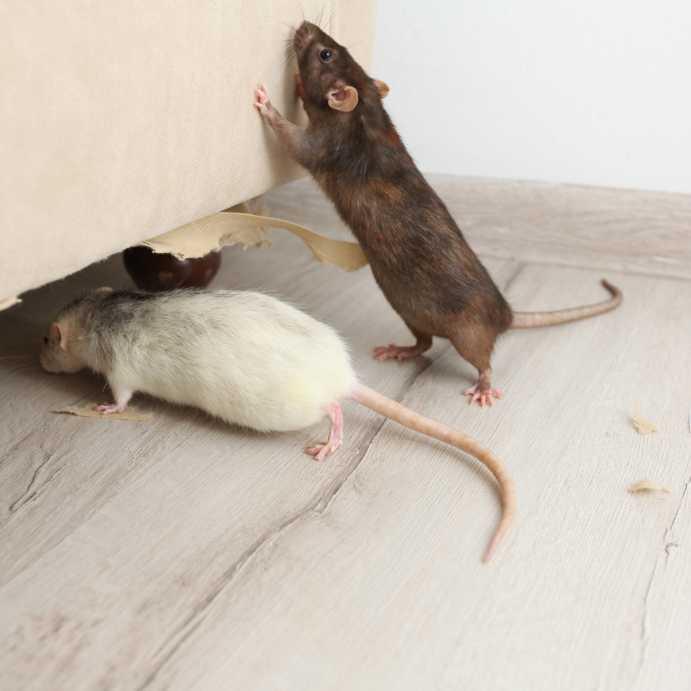 How Pests Use Smell and How to Use That Against Them - T2 Pest Services ...