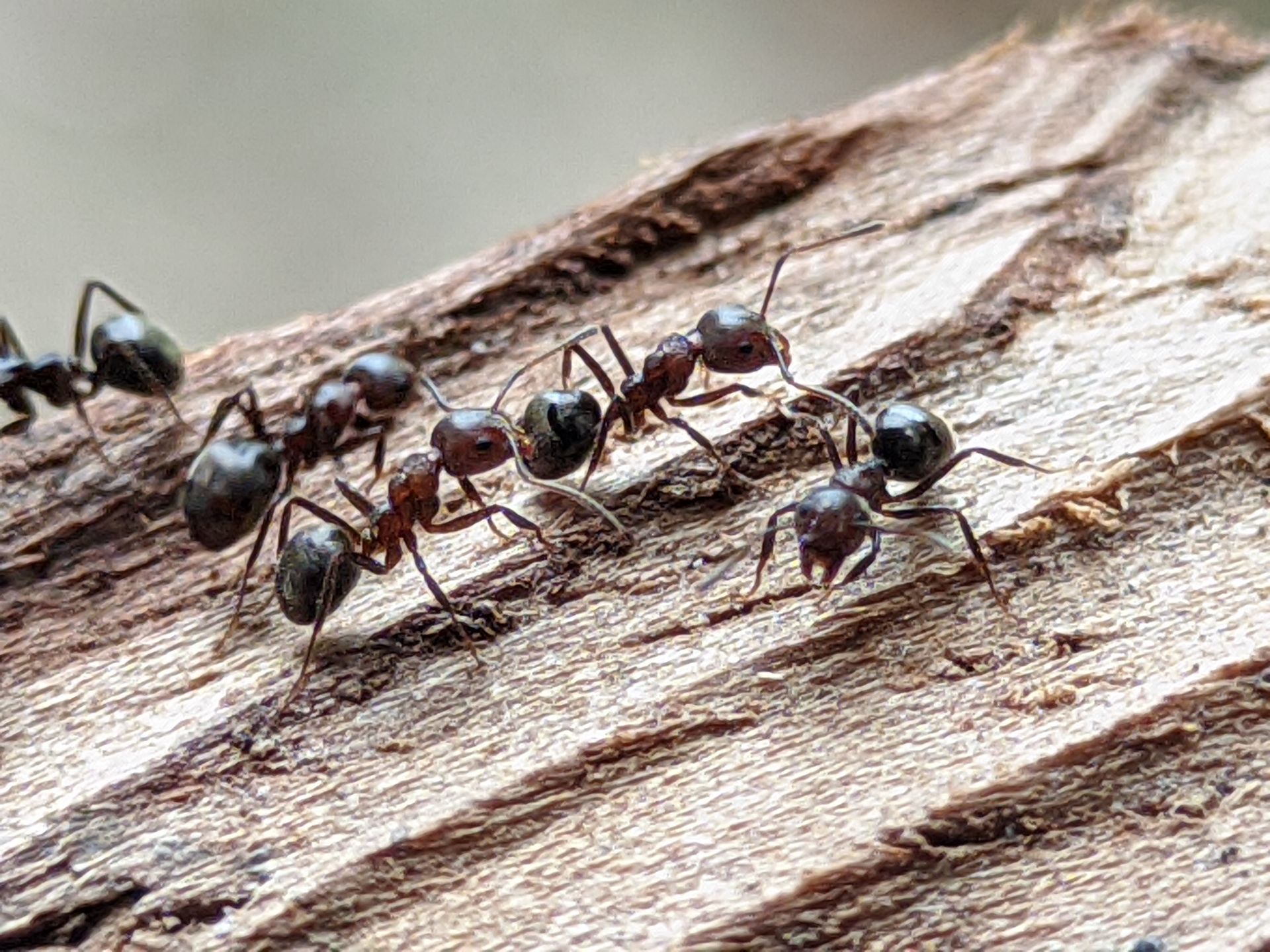 Understanding Arizona Ant Species and Their Nesting Habits - T2 Pest ...